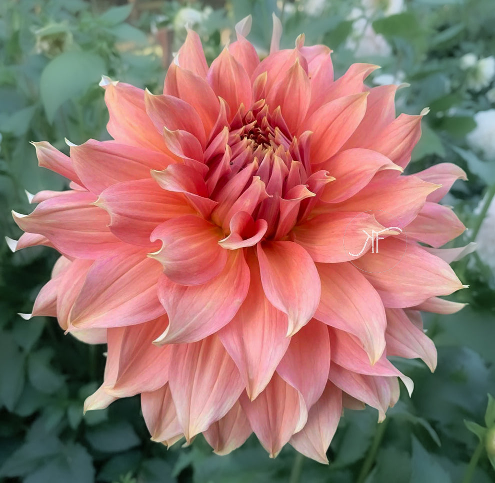 Fairway Spur - Dahlia Tubers for Sale – Kraus Farm